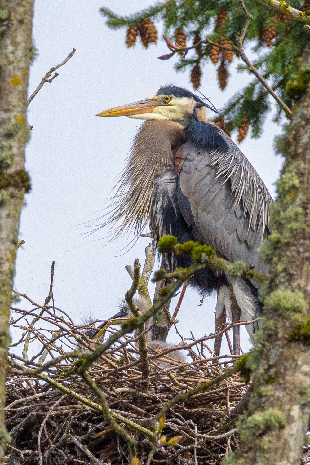 Heron Rookery